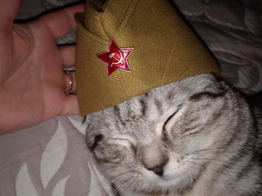Кот Марсель в добрые ручки