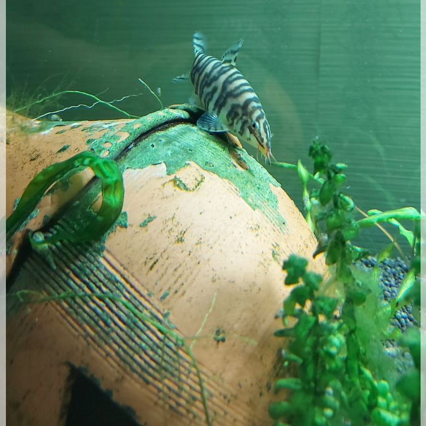 Боция мраморная