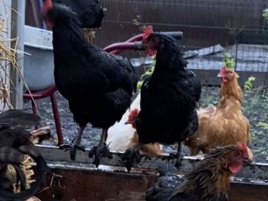 Куры несушки