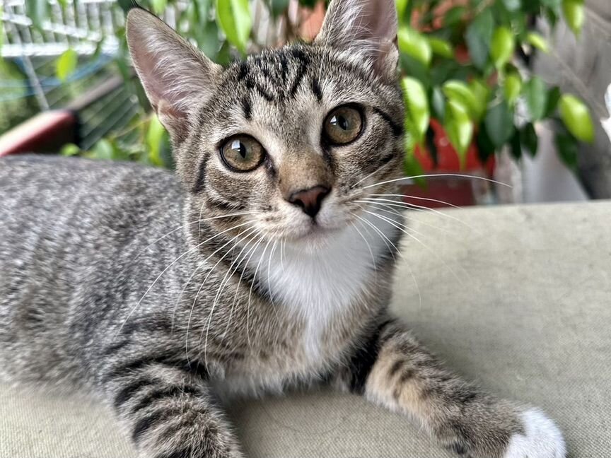 Котенок мальчик