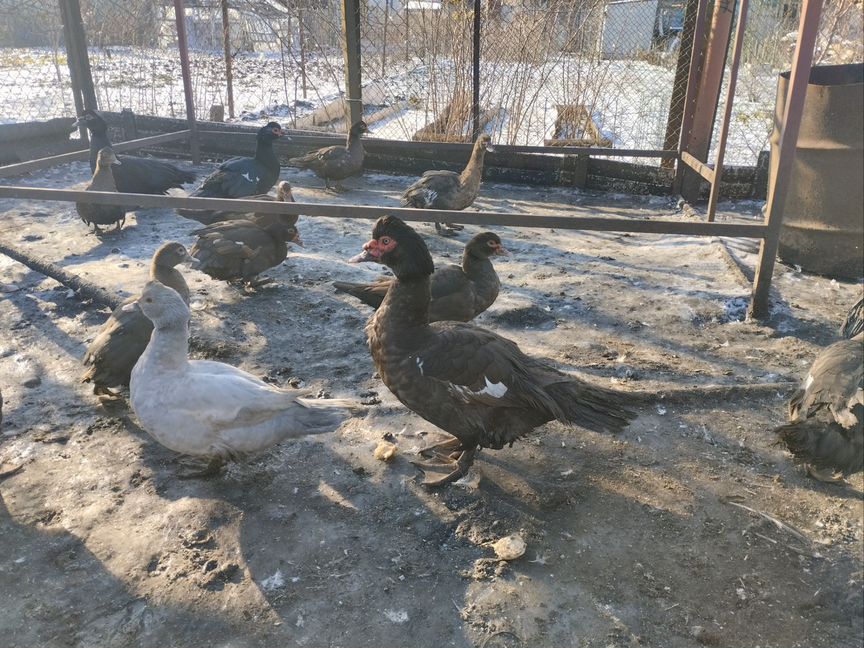 Утки мускусные,индоутки