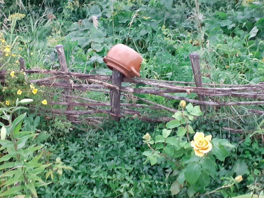 Маленькая собачка в добрые руки