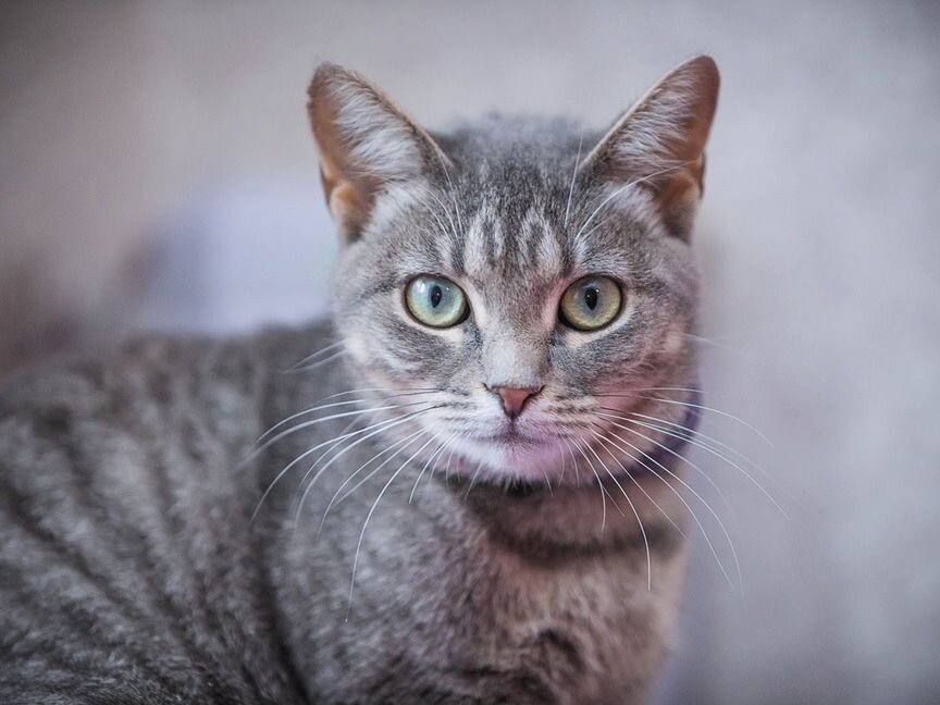 Красивая кошка