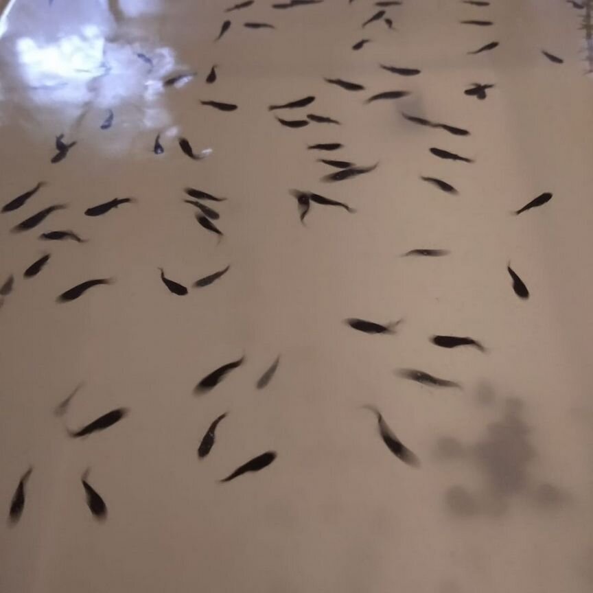 Аквариумные рыбки мальки