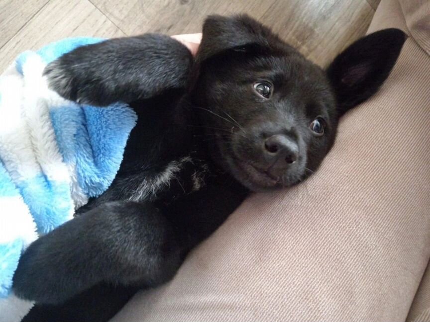 Собака щенок подкинули в подъезд