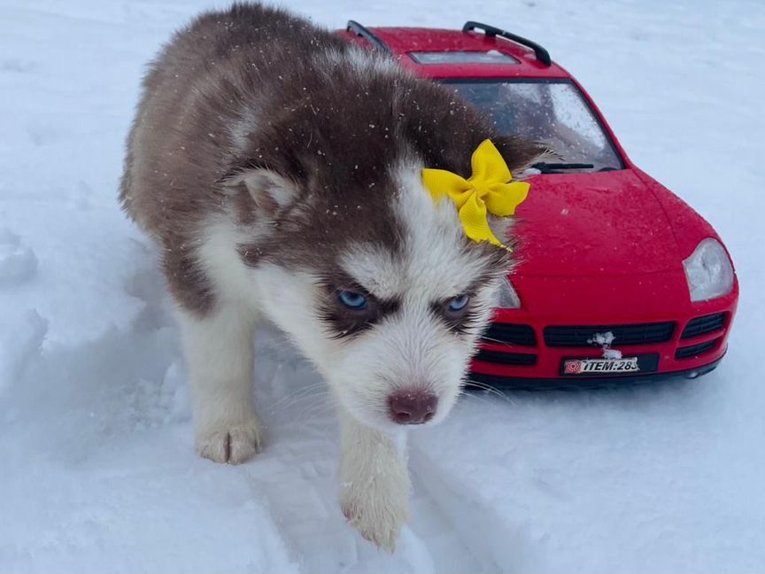 Щенки Помски F3