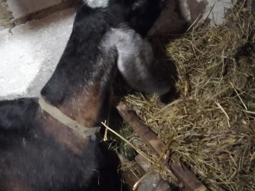 Козы на мясо