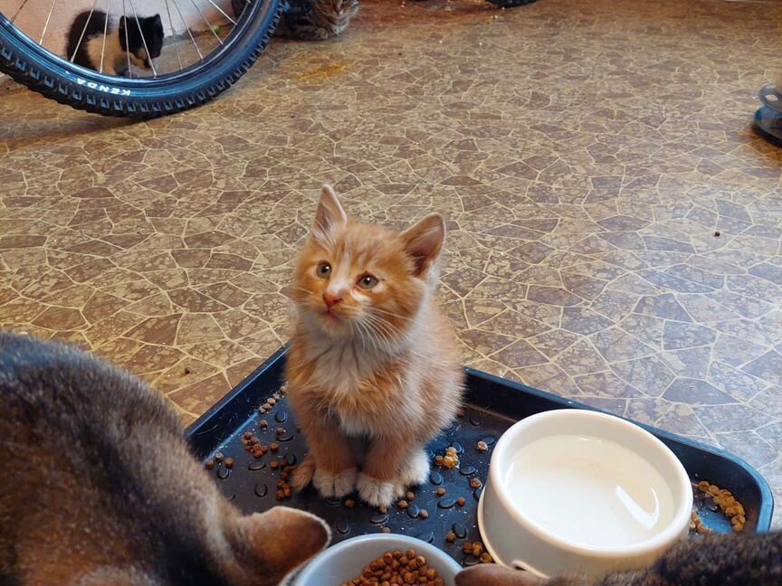 Рыжий мальчик 1 месяц