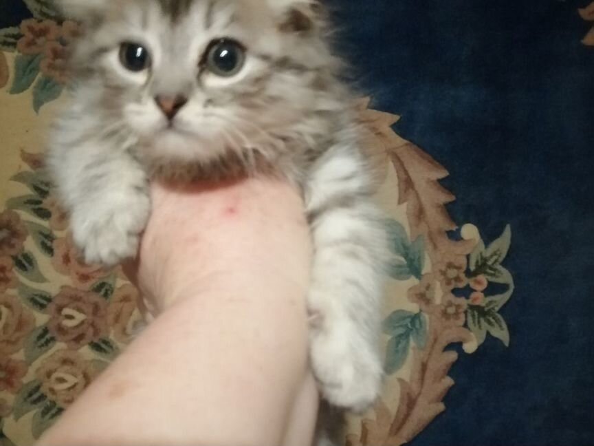 Шотландская вислоухая