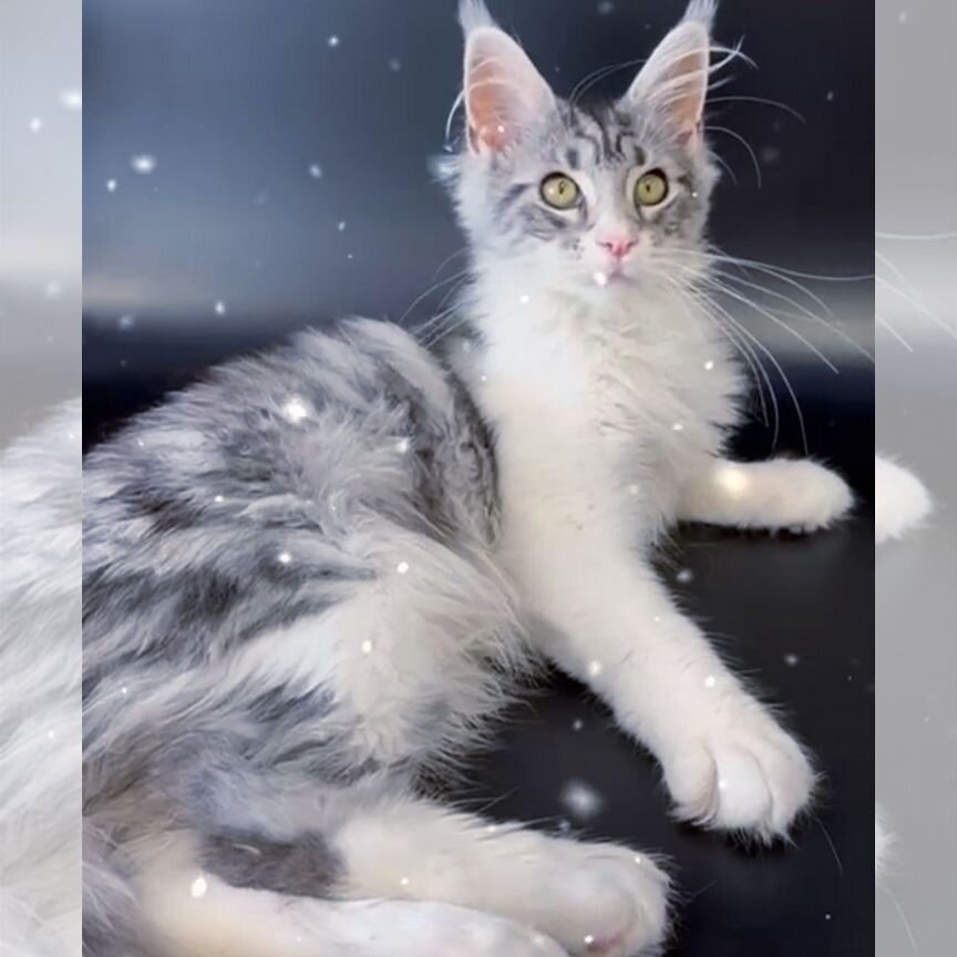 Кошечка мейн-кун Лаура