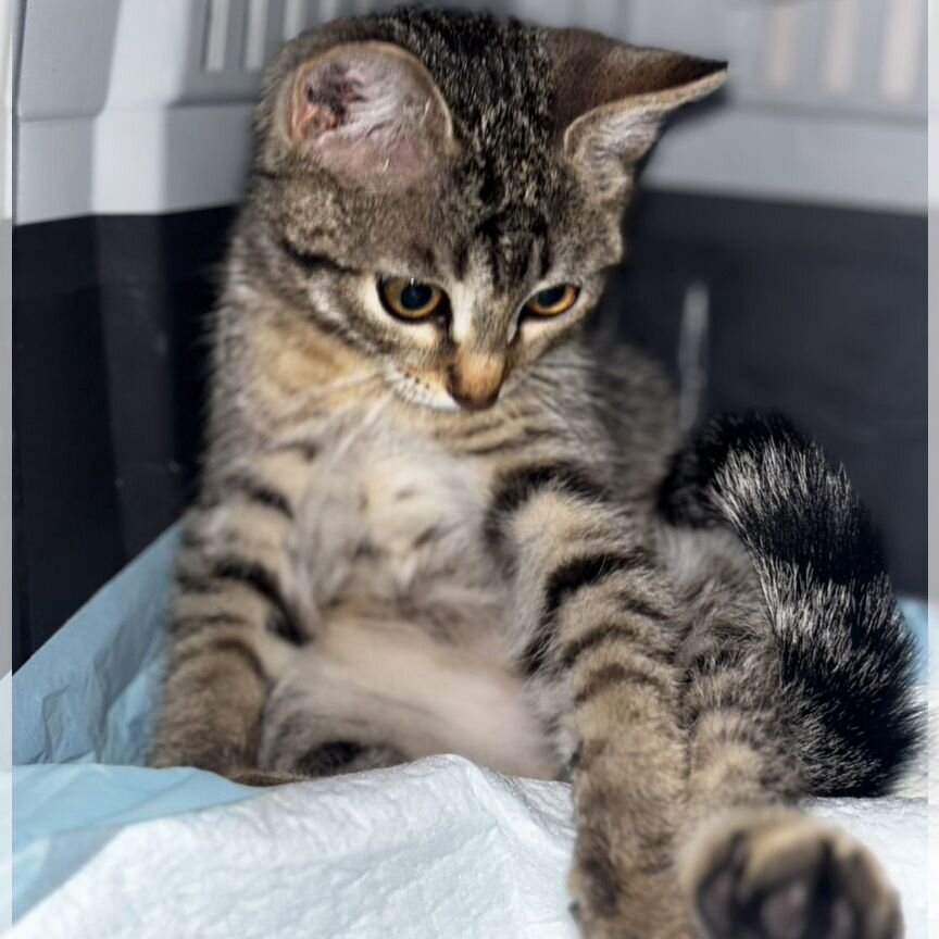 Котенок