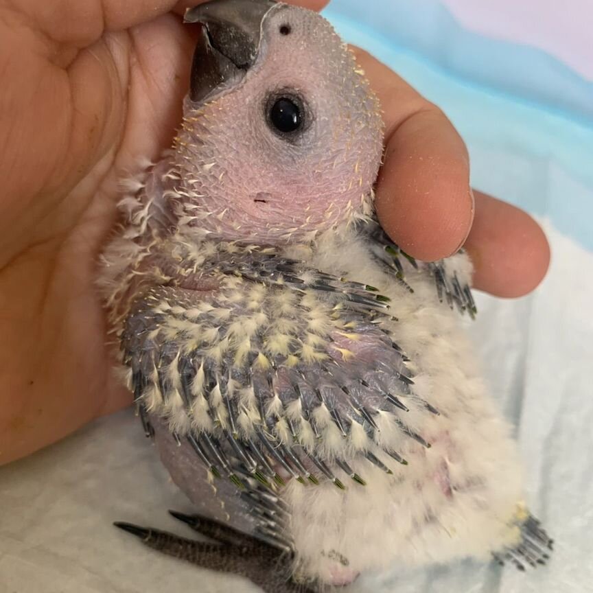 Выкормыш попугай аратинга Яндая