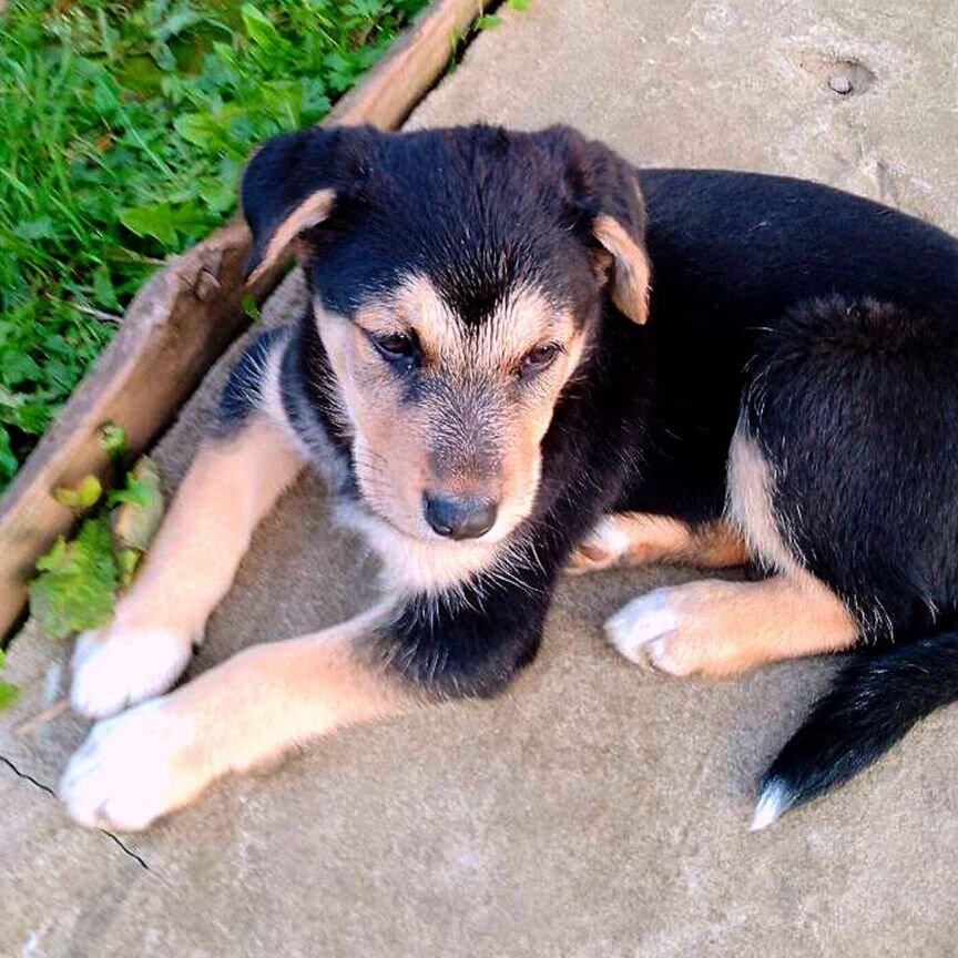 Кутята в добрые руки