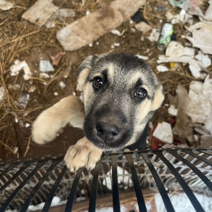 Очаровательный щенок