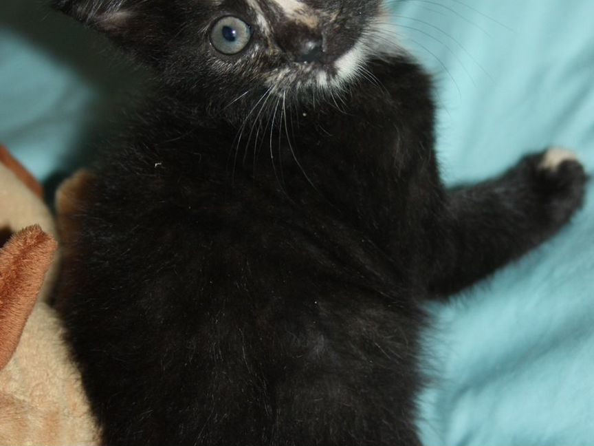 Котенок малышка Мия 1 мес