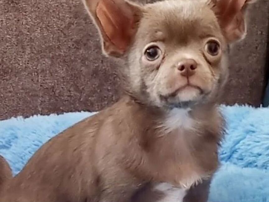 Чихуахуа девочка лиловая