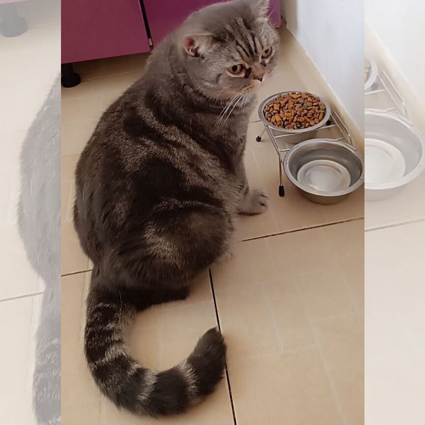 Кот