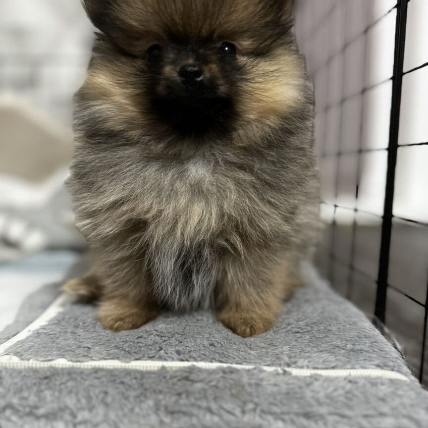 Померанский шпиц тип мишка мини