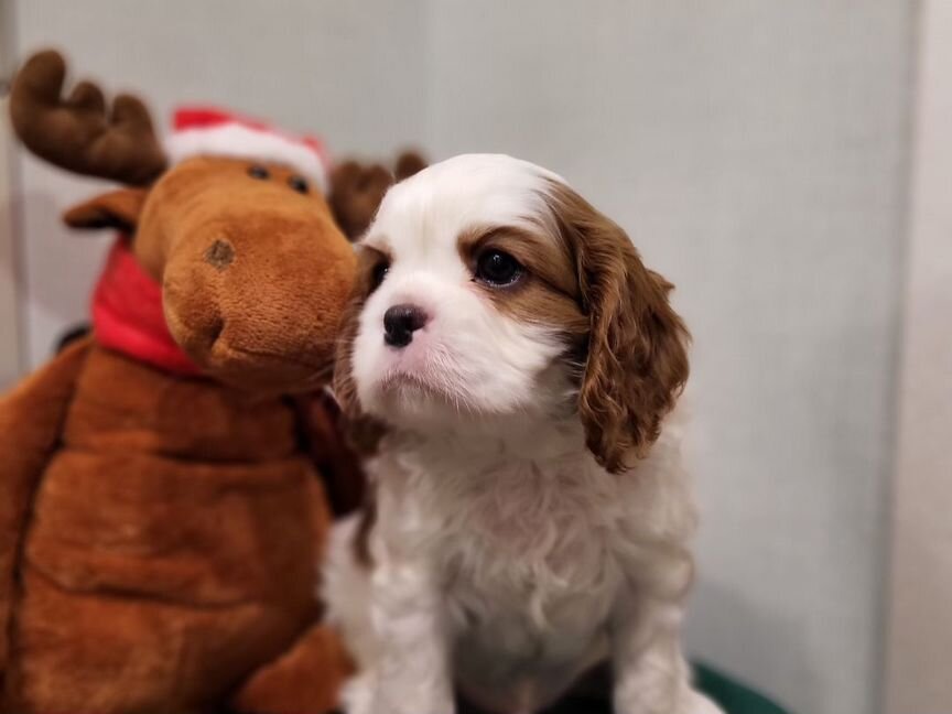 Кинг чарльз спаниель девочка