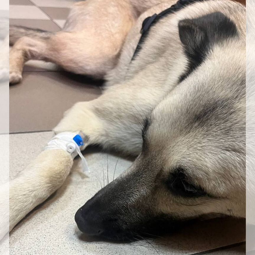 Сказывается жизнь в приюте