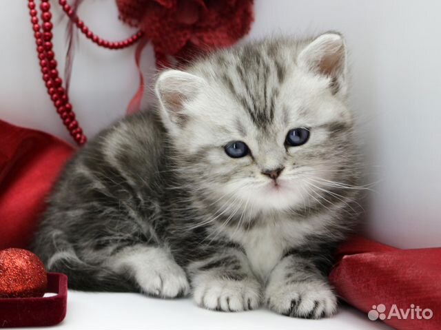 Шотландские котятки на продажу