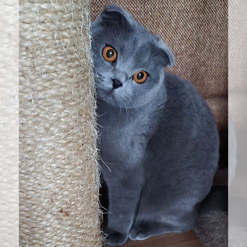 Кошечка Маркиза бесплатно