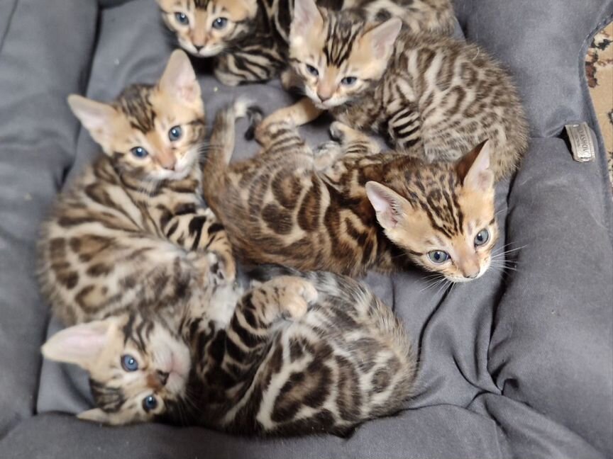 Бенгальская