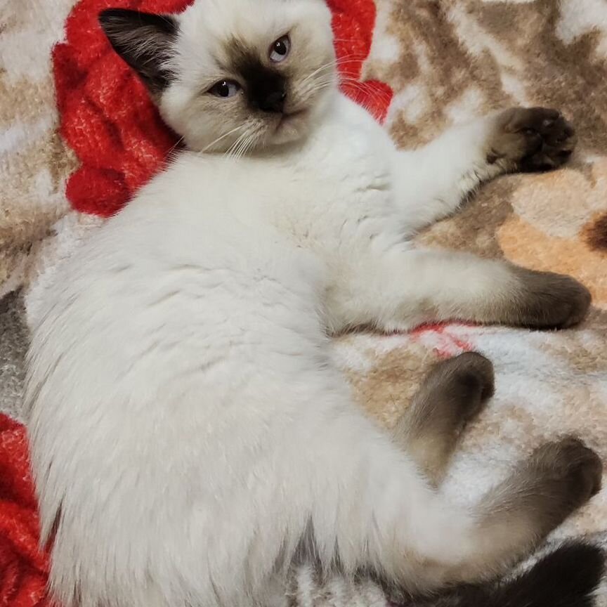 Британские котята