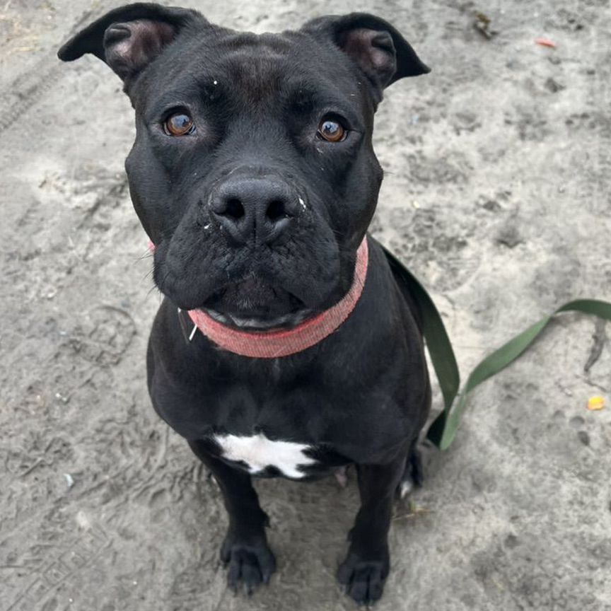 Американский стаффордширский терьер, взрослая собака