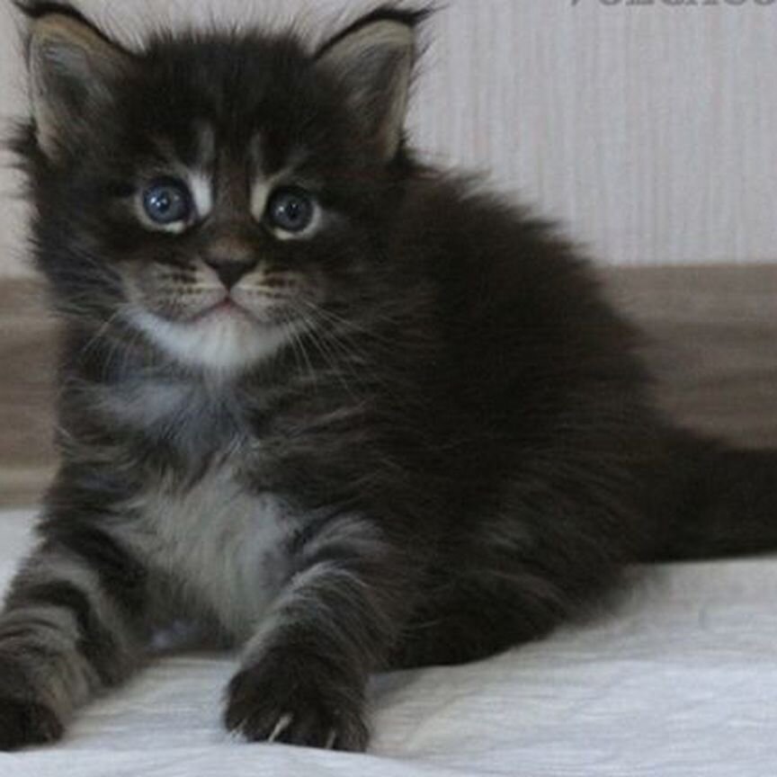 Котята мейн кун