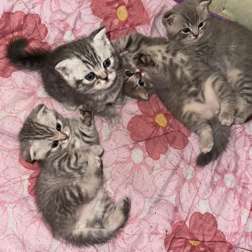 Шотландский вислоухий короткошёрстный котёнок