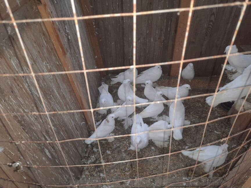 Продажа голубей белые лохмоногие