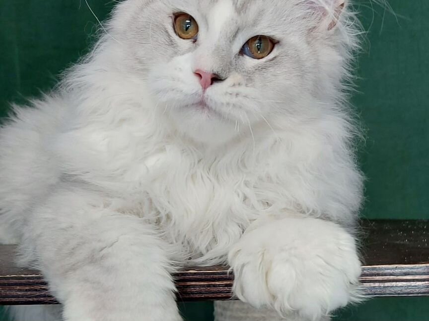 Мейн-кун полидакт 7/7/6/6