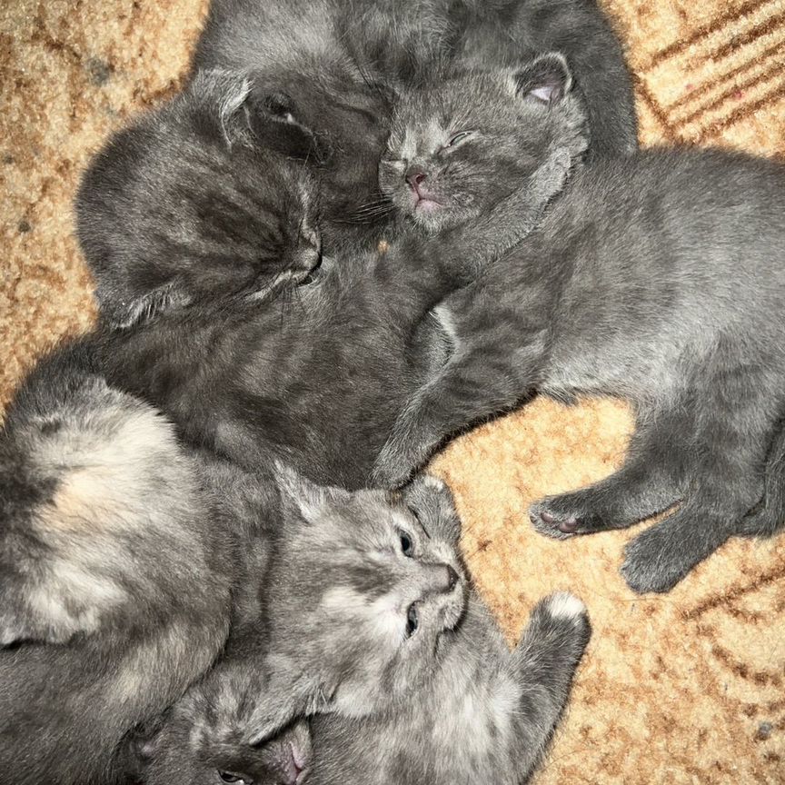 Котята в добрые руки бесплатно