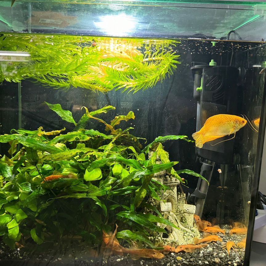Аквариум с рыбкой и оборудованием