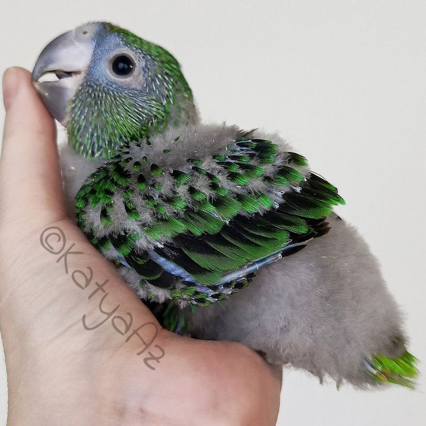 Ручные птенцы Конголезского попугая