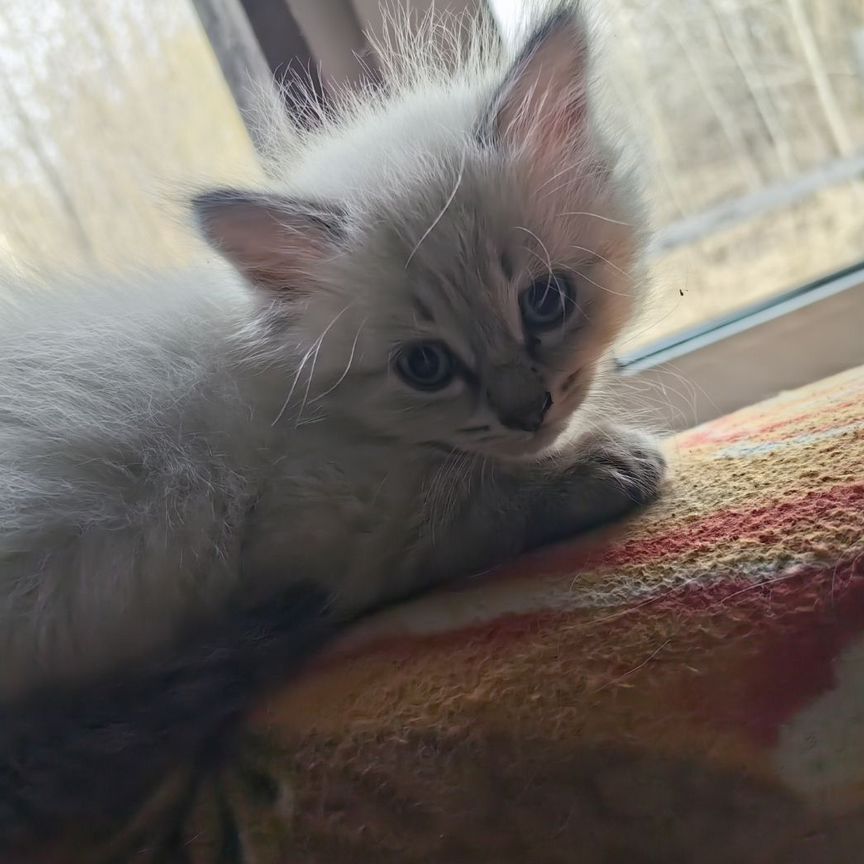 Котёнок в добрые руки