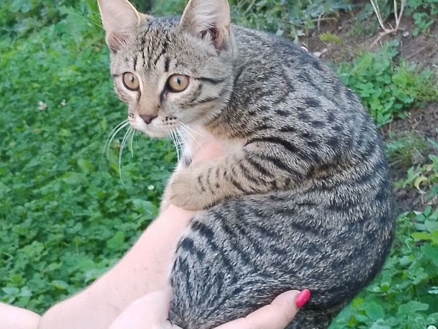 Фенотип бенгала ищет дом