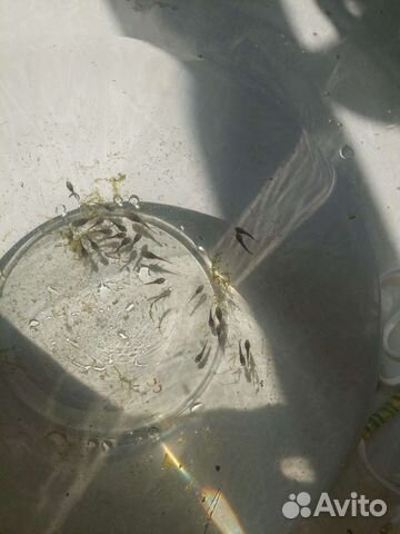 Мальки анциструса