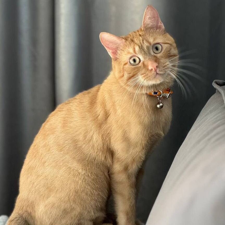 Взрослый кот в добрые руки