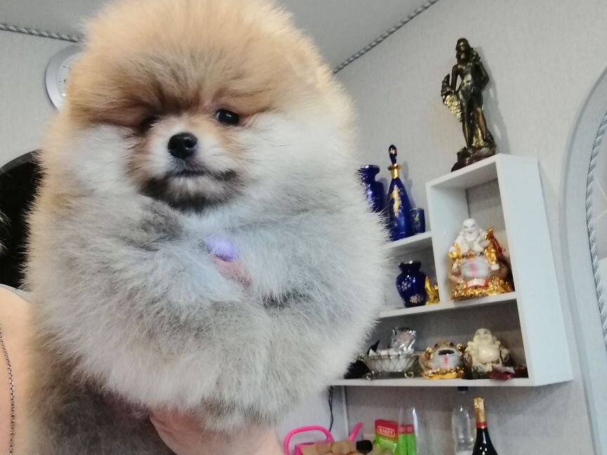 Щенки шпица