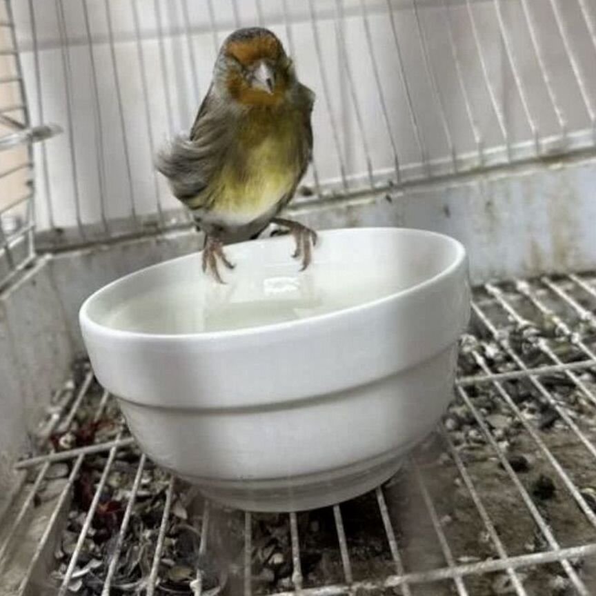 Щегол гибрид самец