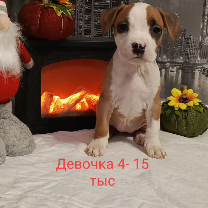 Щенки Американского стаффорширского терьера