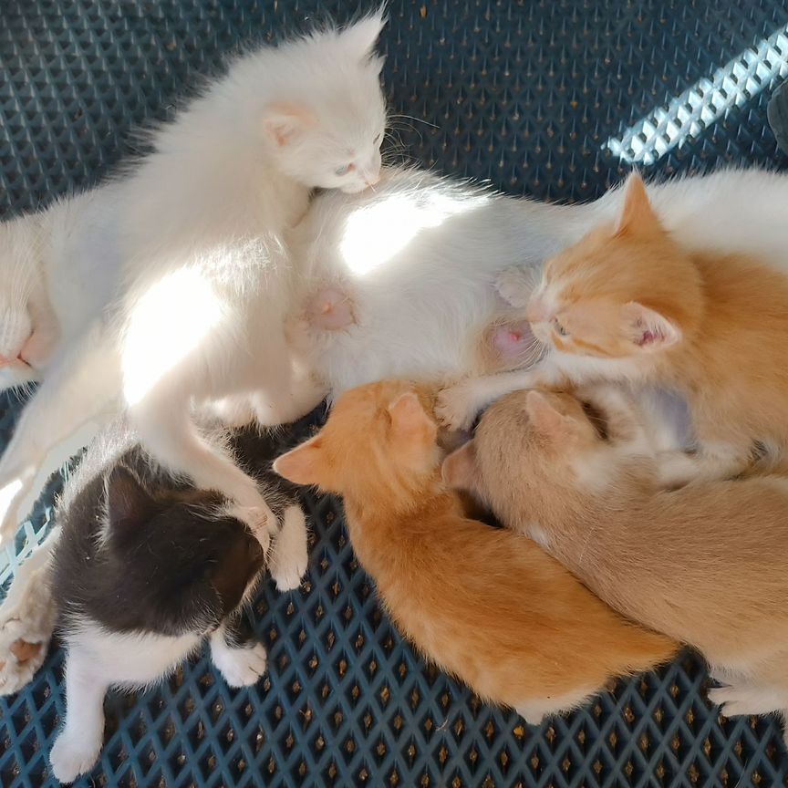 Отдам В добрые руки котят