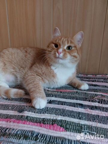 Котик Сэм ищет дом