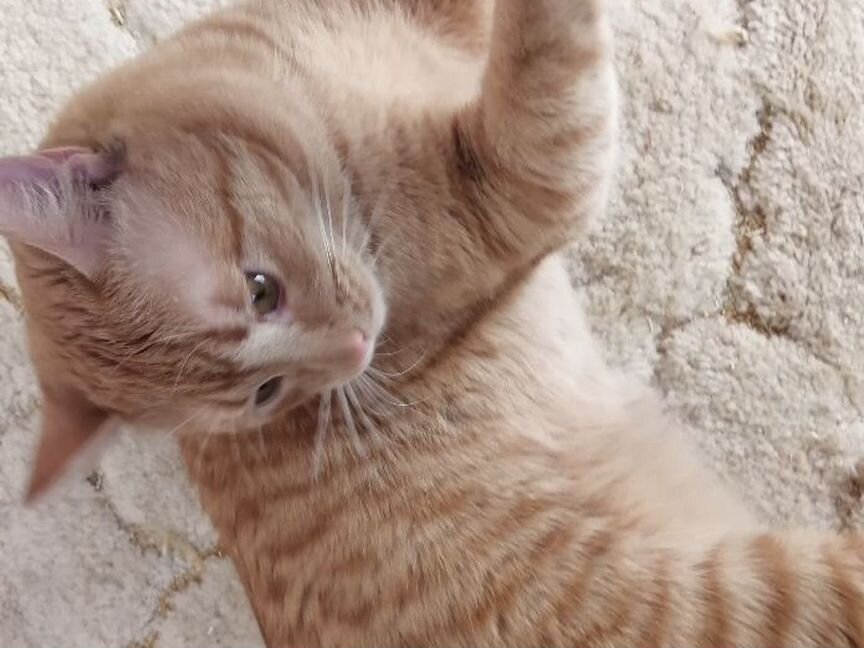 Котик ищет дом