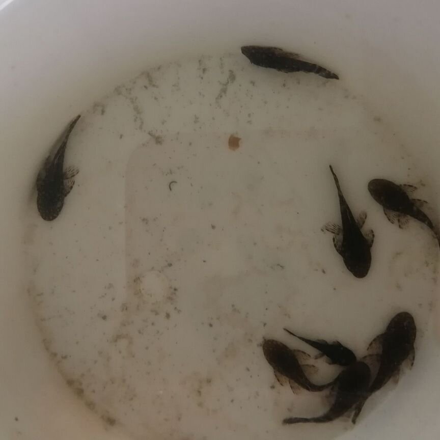 Сомики анциструса, гуппи эндлера