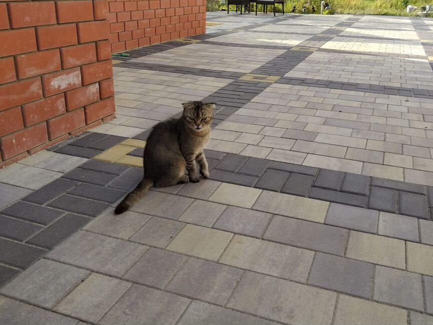 Найдена кошечка, очень ласковая и чистоплотная