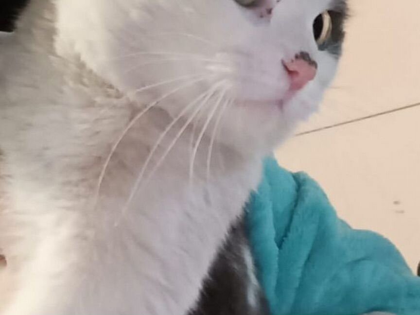 Кошка