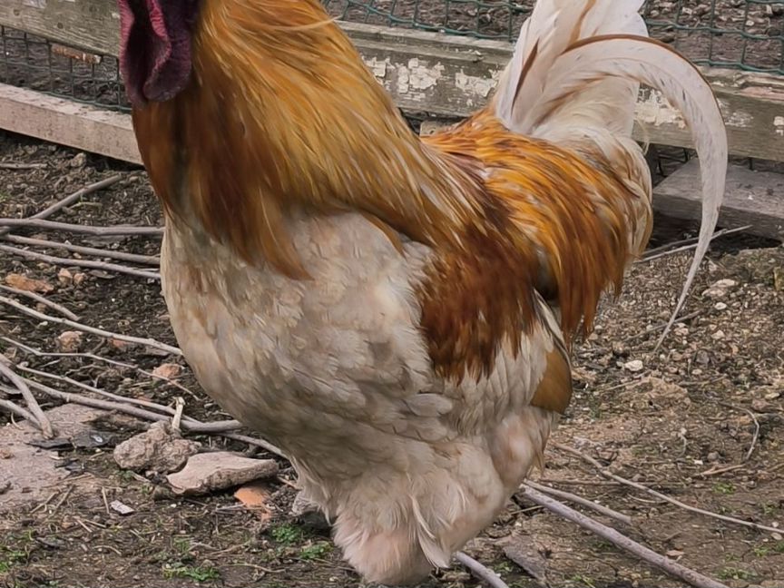 Молодые петухи разновидность породы ухейилюй